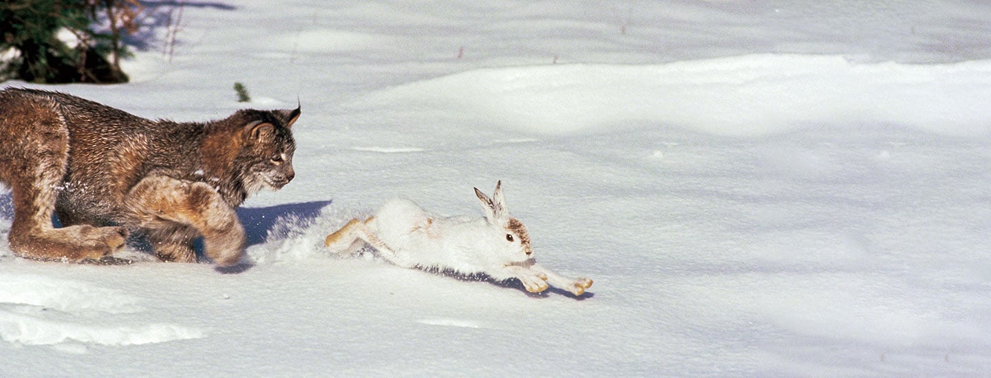 ARTL: GIS Consulting - Telemetry Project